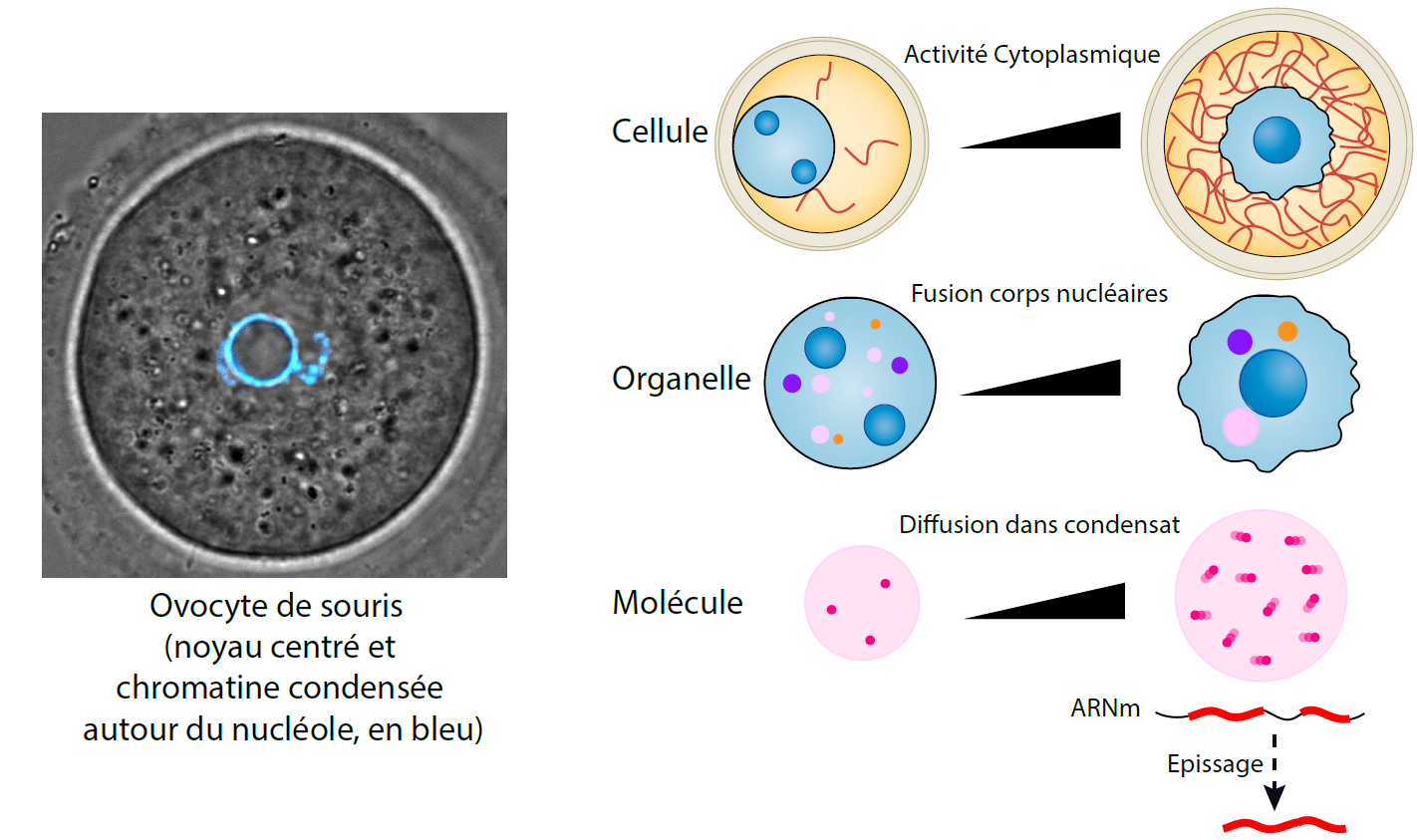 À la pointe de la recherche en biologie cellulaire avec Marie-Hélène ...